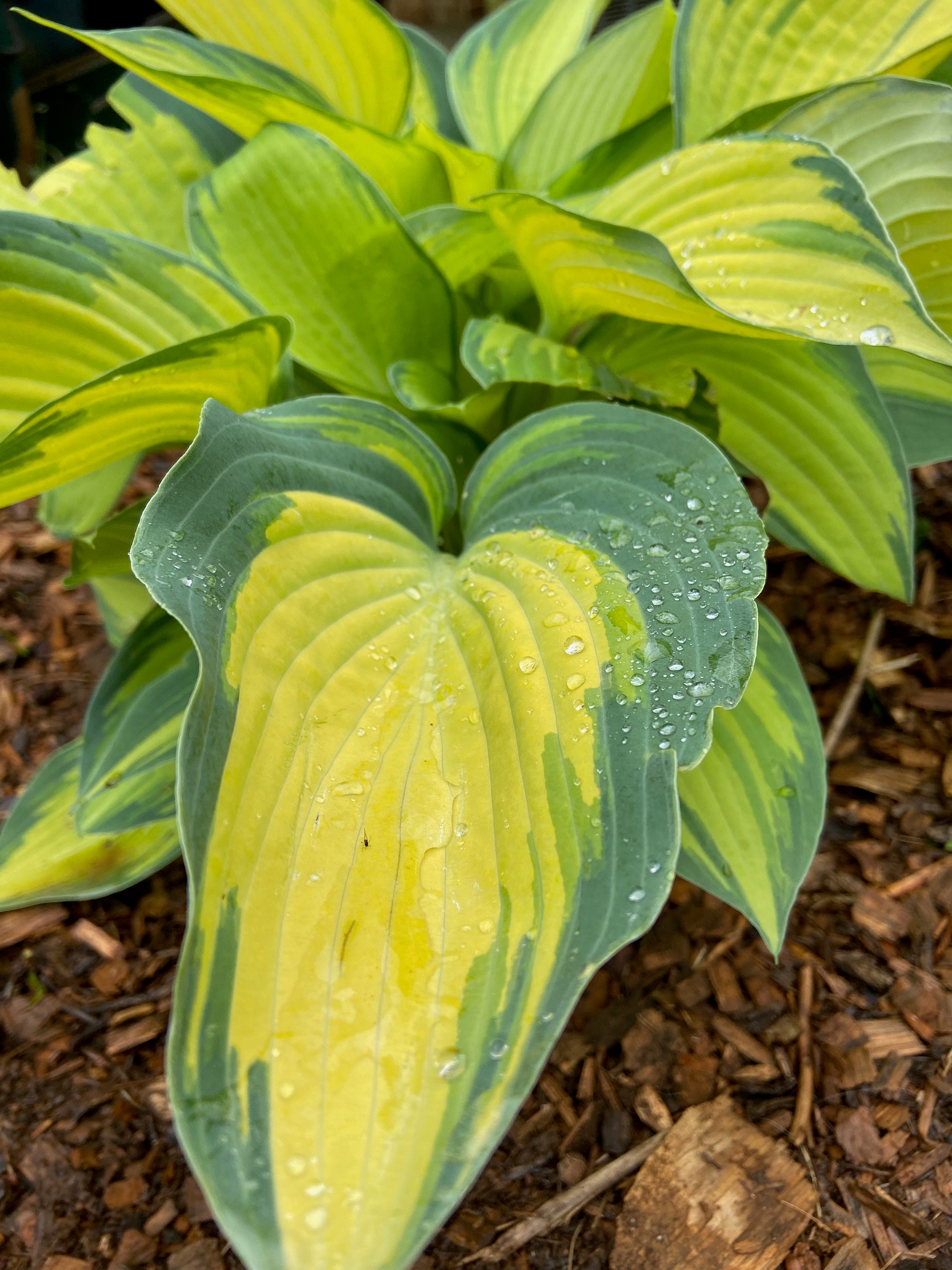 Hosta june - Etsy