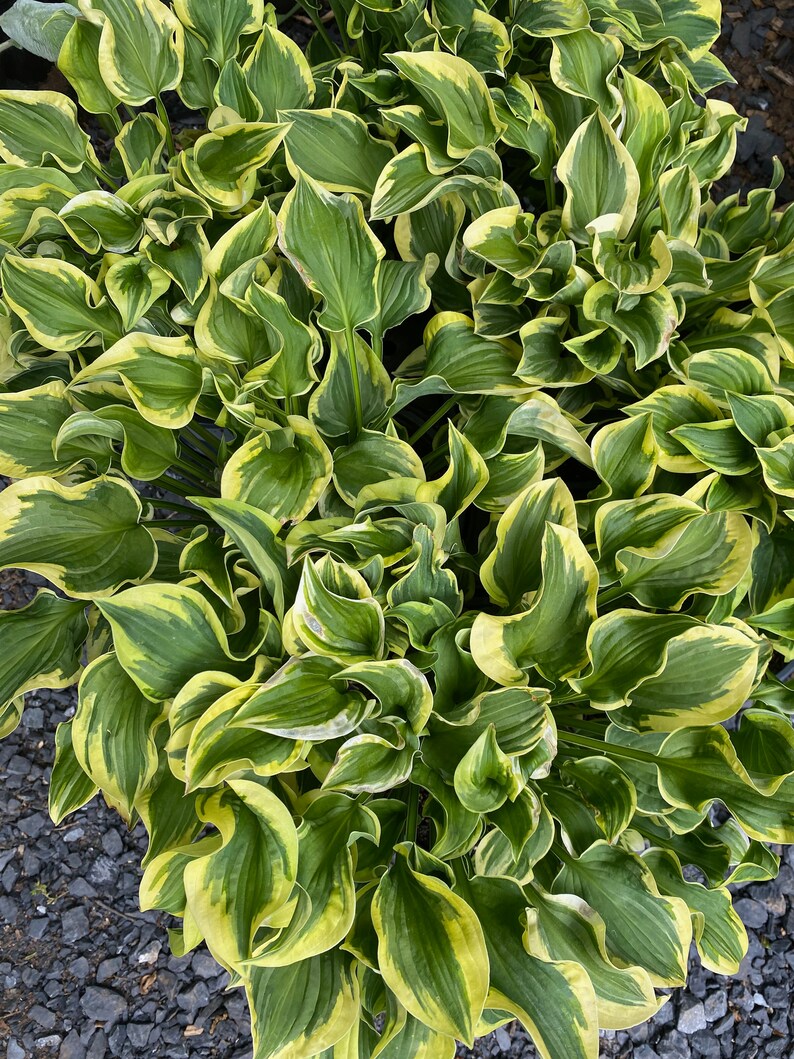 Hosta wrinkle in Time - Etsy