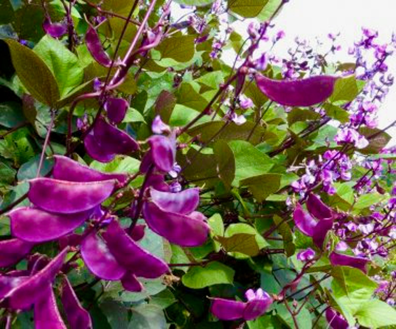 Purple Hyacinth Bean Vine (20 Seeds) - Etsy