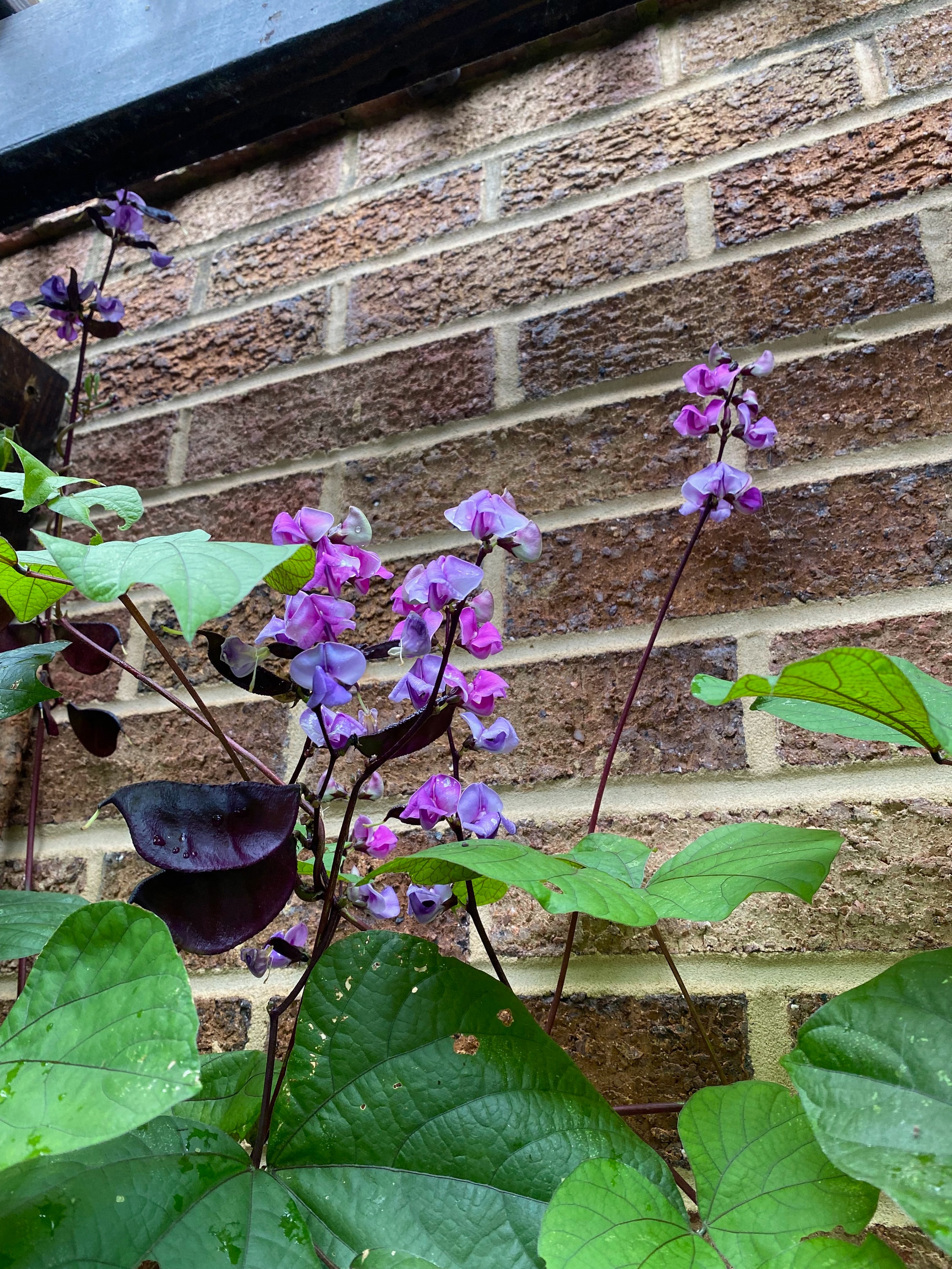 Purple Hyacinth Bean Vine (20 Seeds) - Etsy