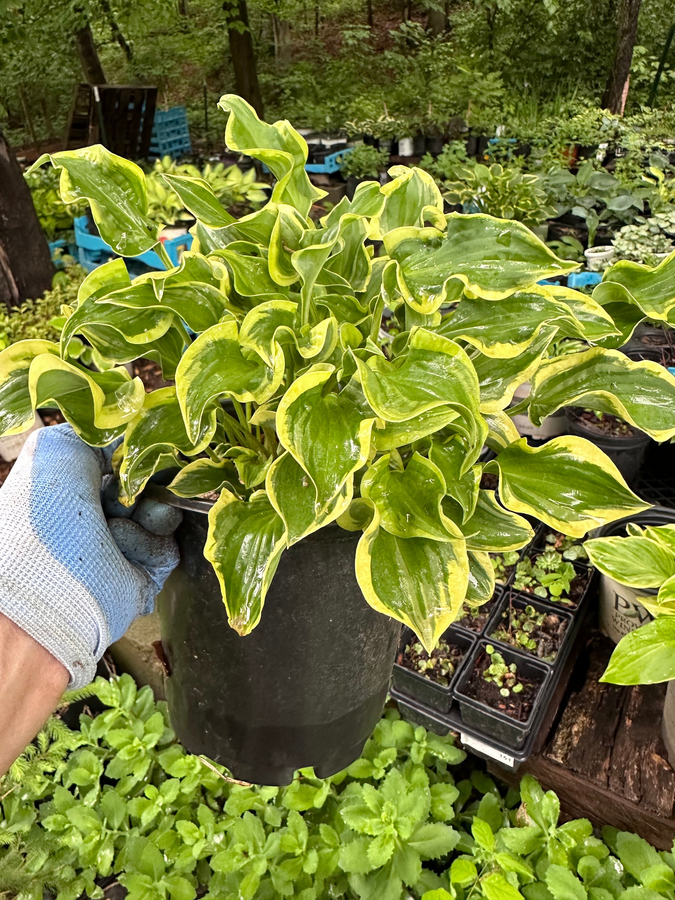 Hosta wrinkle in Time - Etsy