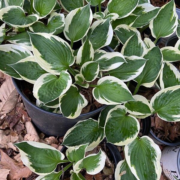 Hosta - Etsy
