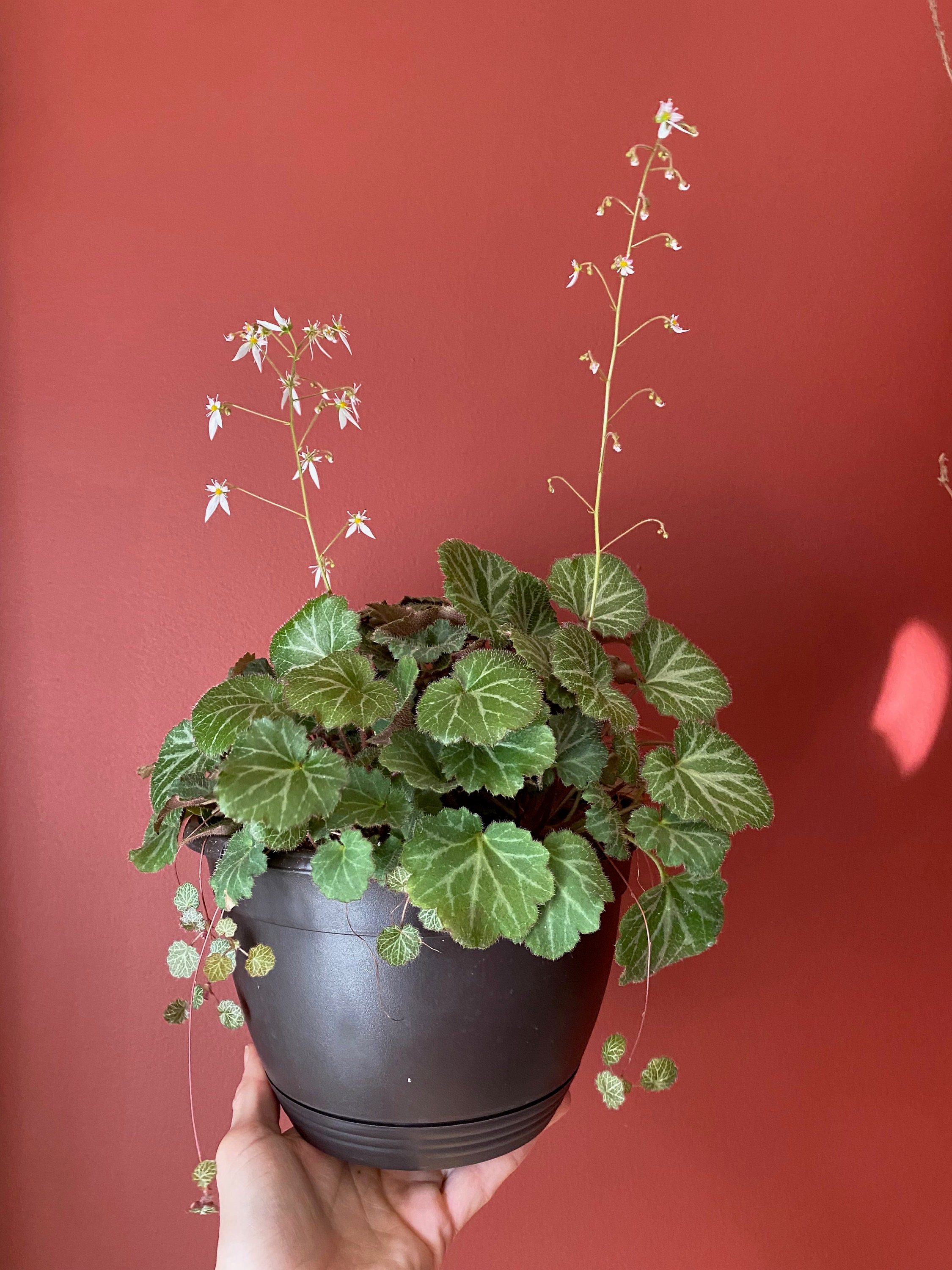 Strawberry Begonia Saxifraga Stolonifera - Etsy