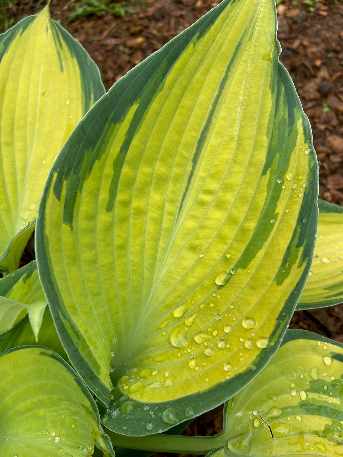 Hosta june - Etsy