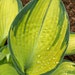 Hosta "june" - Etsy