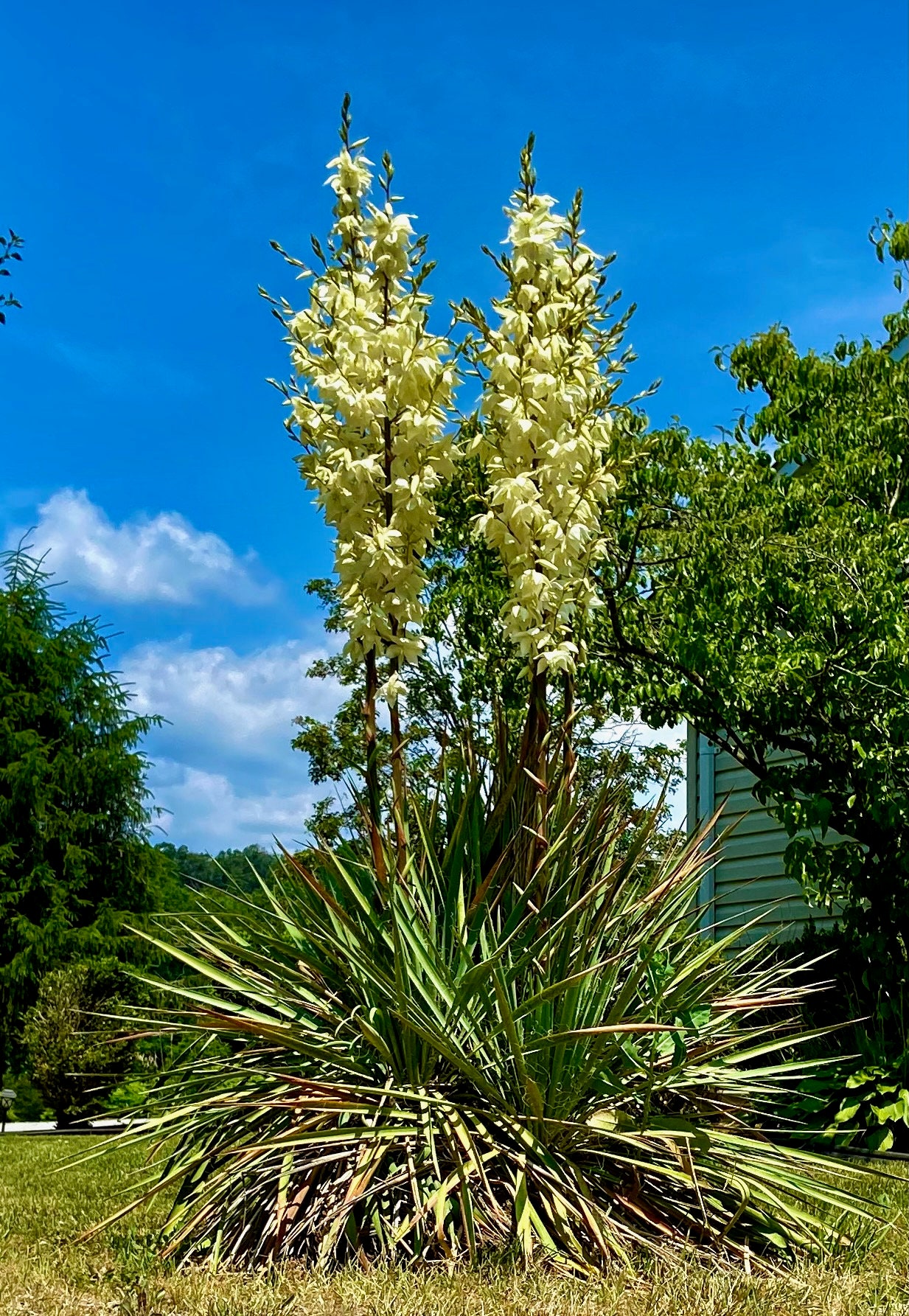 Yucca Filamentosa - Etsy