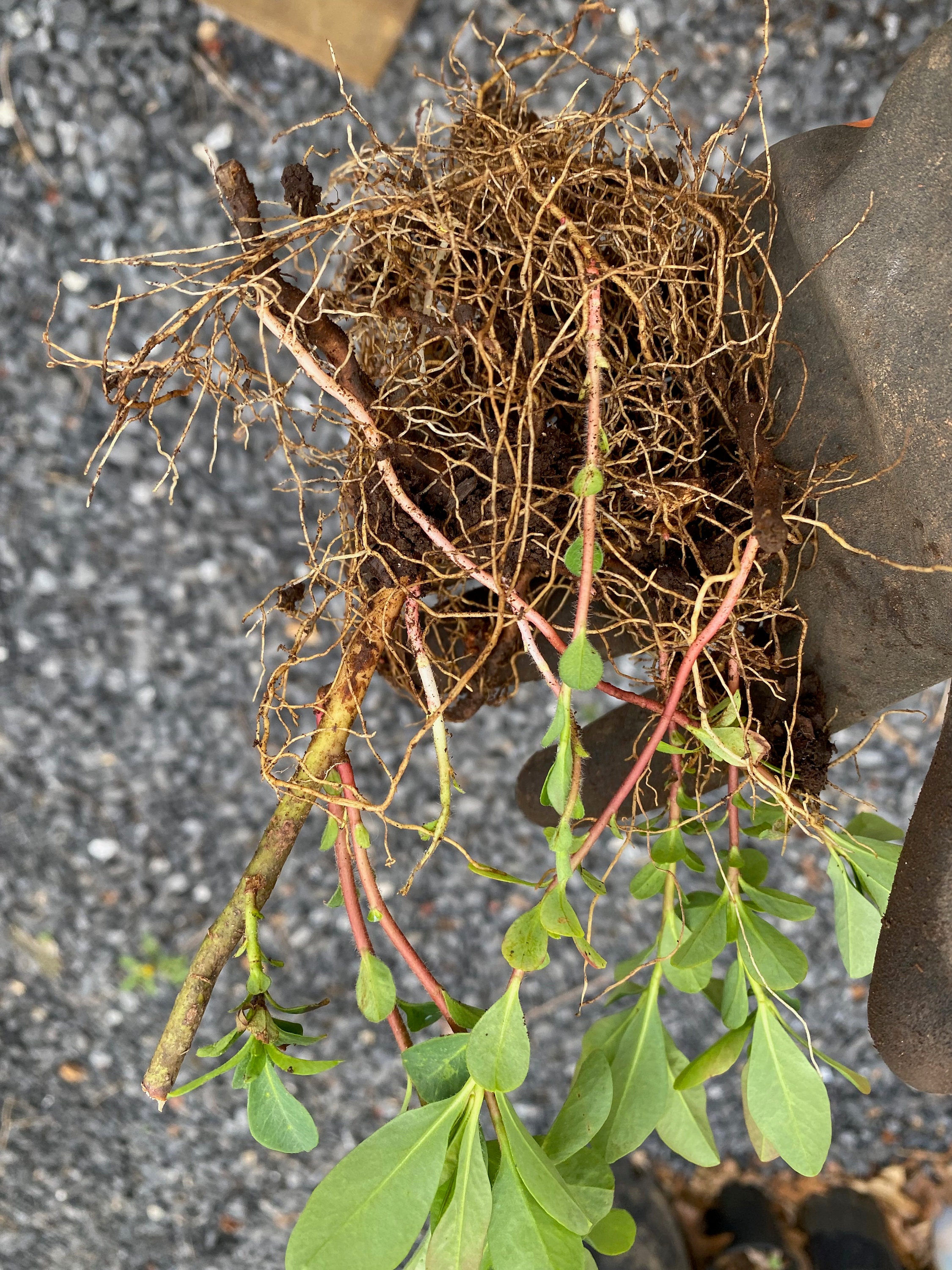 Wood Spurge (euphorbia Amygdaloide) - Etsy