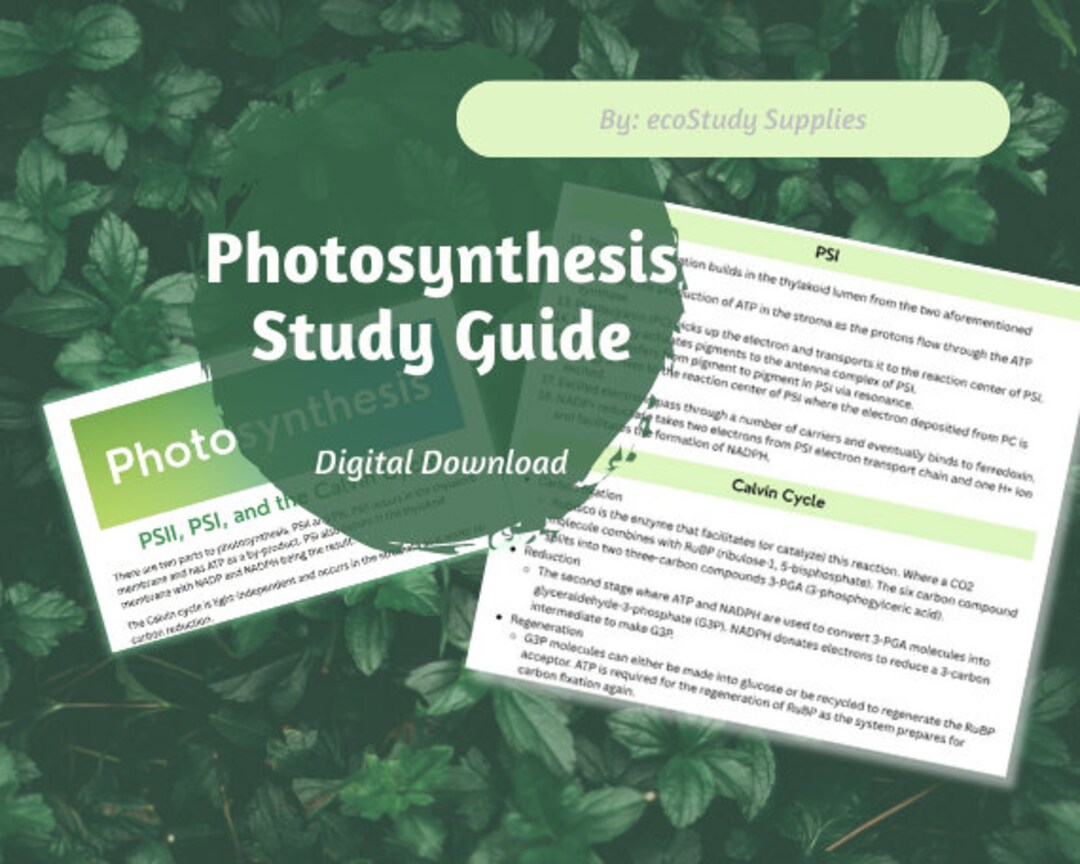 Photosynthesis Study Guide - Etsy