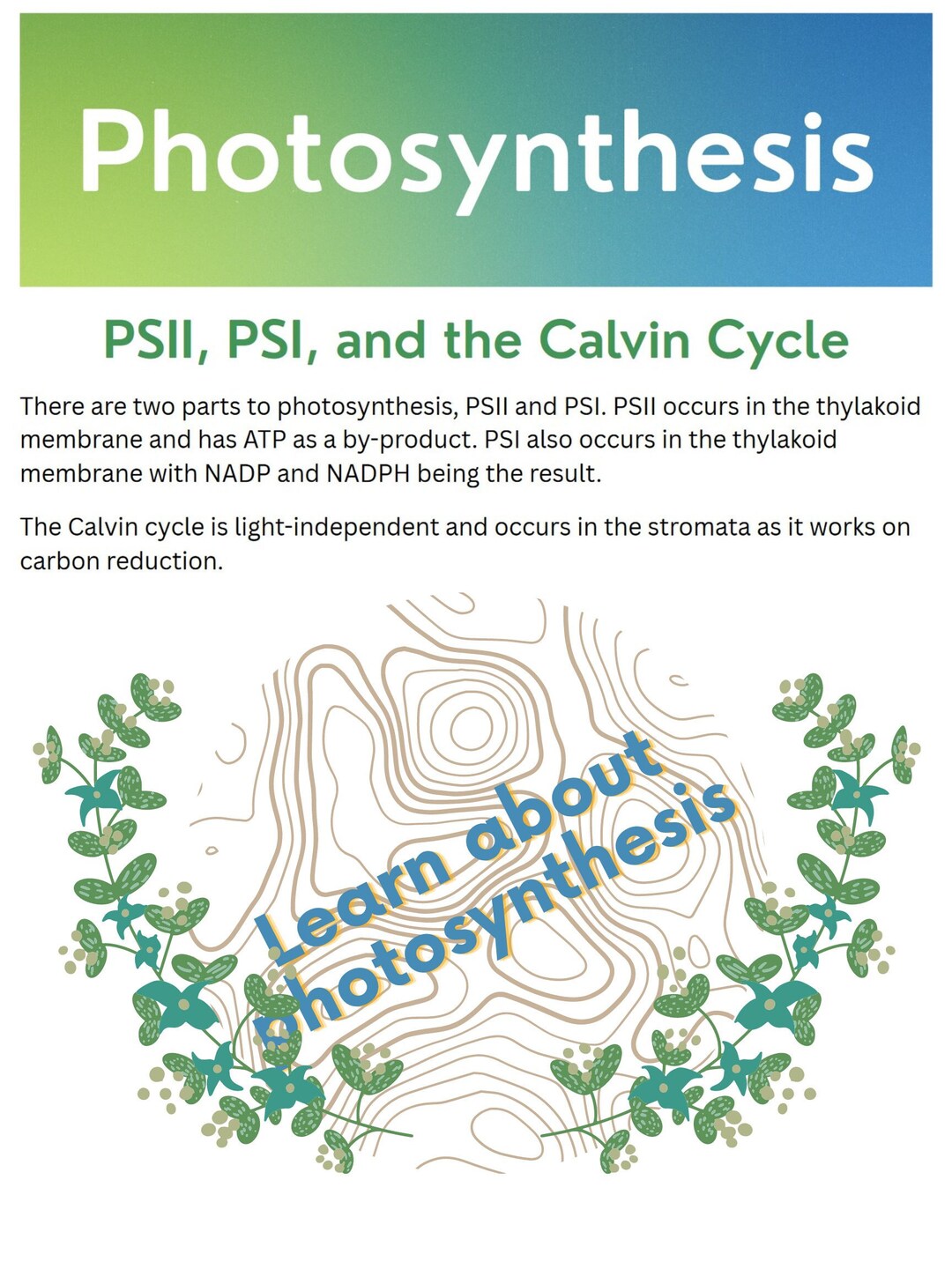 Photosynthesis Study Guide - Etsy