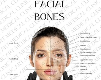 Facial Muscle Aesthetic Anatomy Poster - Etsy UK