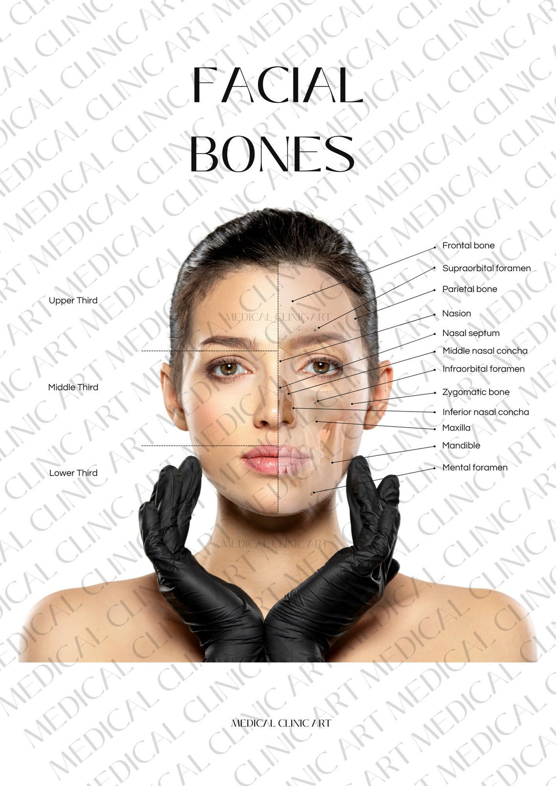 Facial Bones Aesthetic Anatomy Poster - Etsy UK