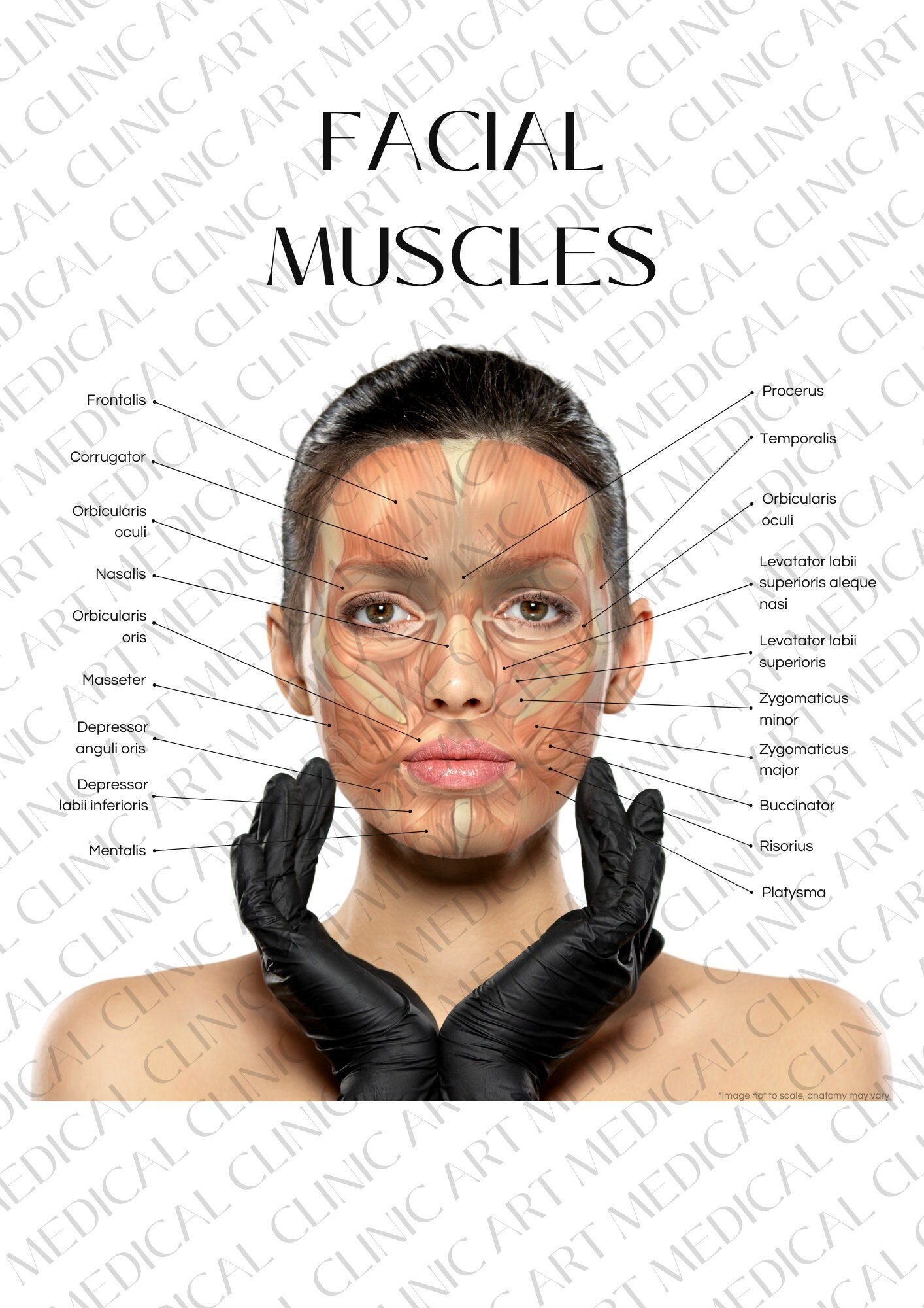Facial Muscle Aesthetic Anatomy Poster - Etsy UK