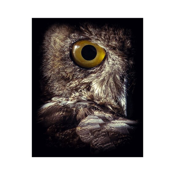 All Seeing Eye Owl