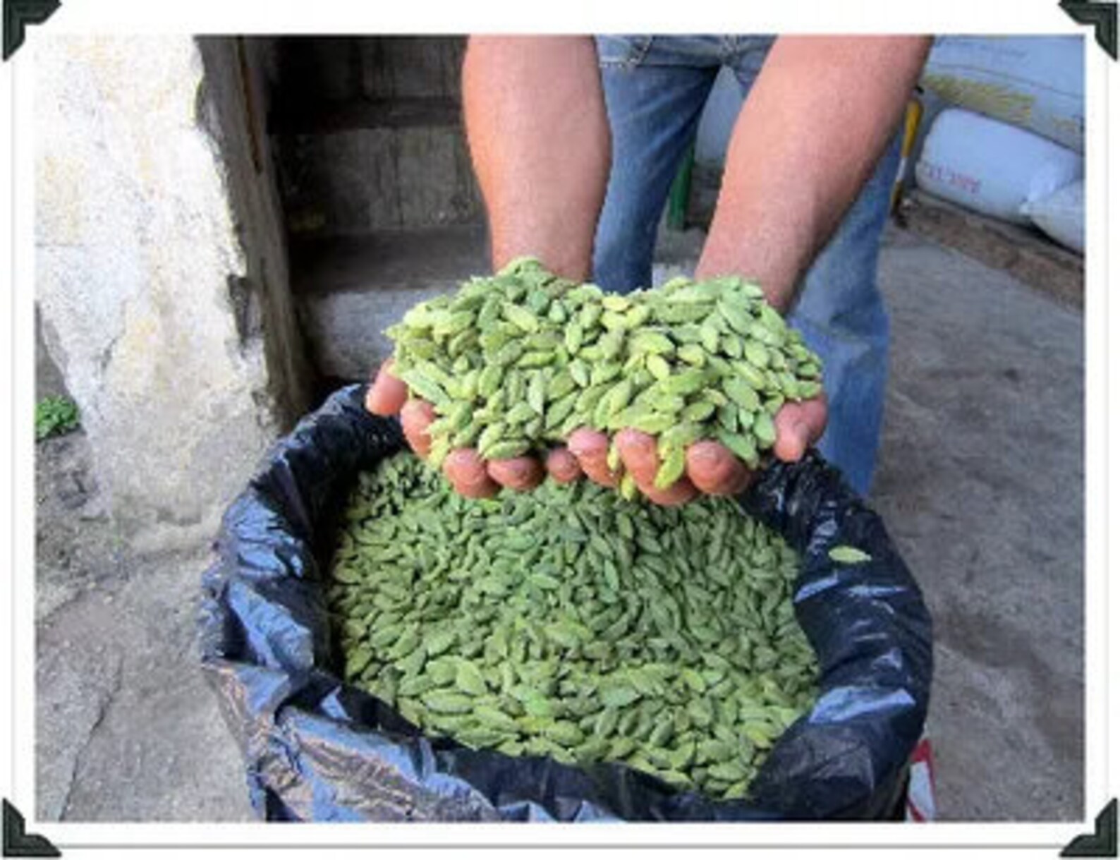 Cardamom | Green Elaichi | Cardamom Powder| Small Elaichi - Etsy