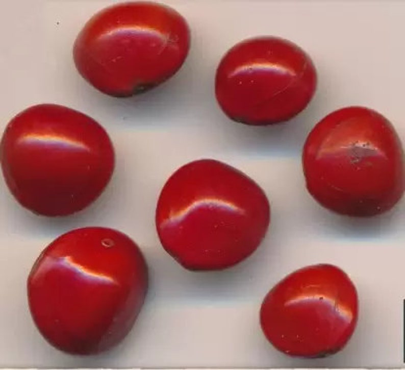 Sandalwood Plant Seeds -lal Chandan Seeds ,good Guality Seeds for Plant ...