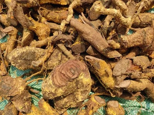 Salacia Oblonga | Saptarangi Root | Saptrangi | Saptaranj | Saptarangi ...