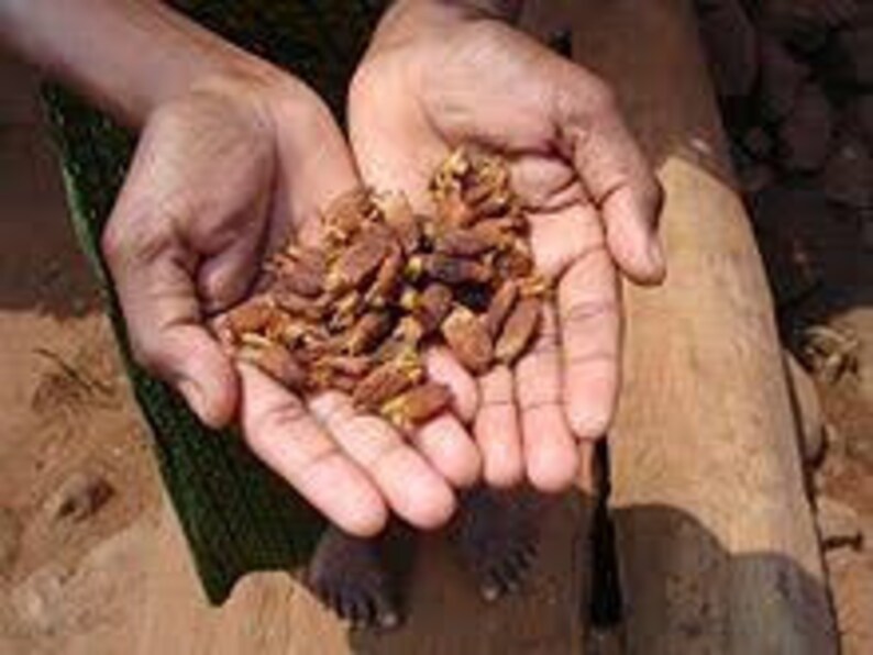 Mahua Dried Flower, Dried Mahua Flower, Madhuca Longifolia, Butternut ...
