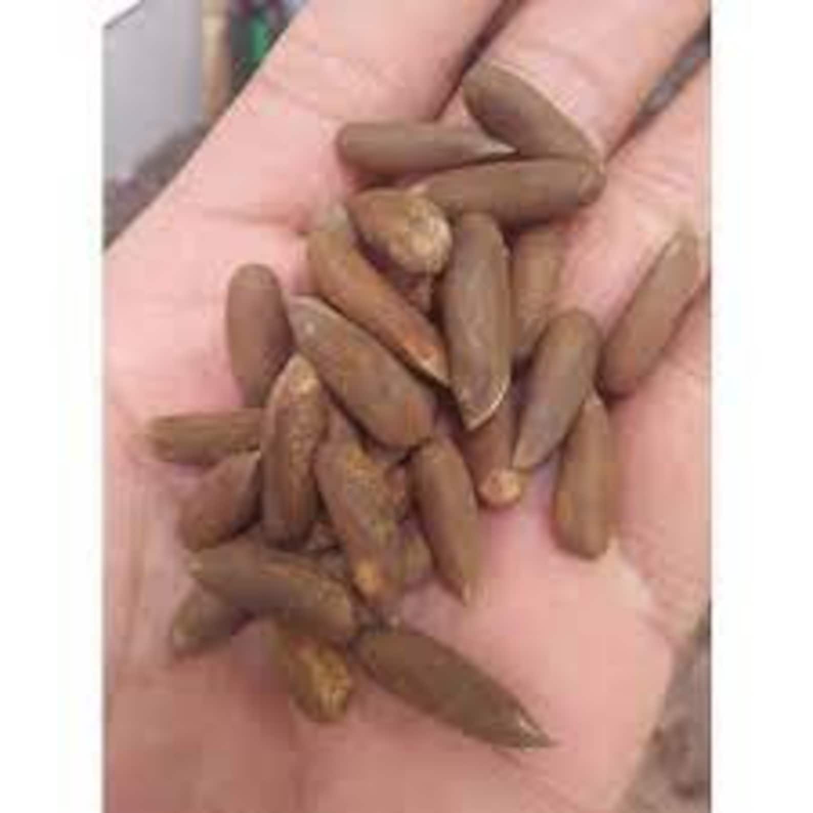 Organic Pine Nut - Organic Chilgoza - Chilgoza Unshelled - Natural ...