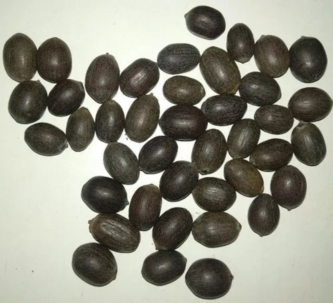 Natural Raw Lotus Seed | Kamalgatta Lotus Seeds | Water Plant | Rosary ...