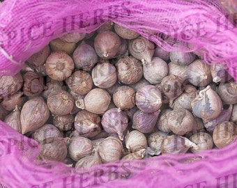 Organic Solo Garlic, Wild Single Clove Garlic, Java Solo Garlic Single ...