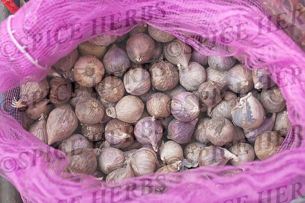 Solo Garlic | Pearl Garlic | Wild Single Clove Garlic | Java Solo ...