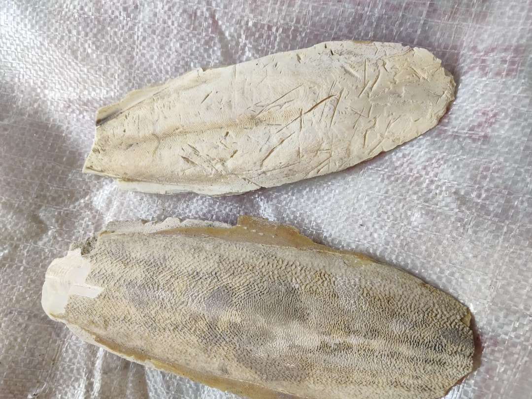 Samunder Fan-samunder Jhaag - Jadi Booti-single Herbs - Samandar Jhag ...