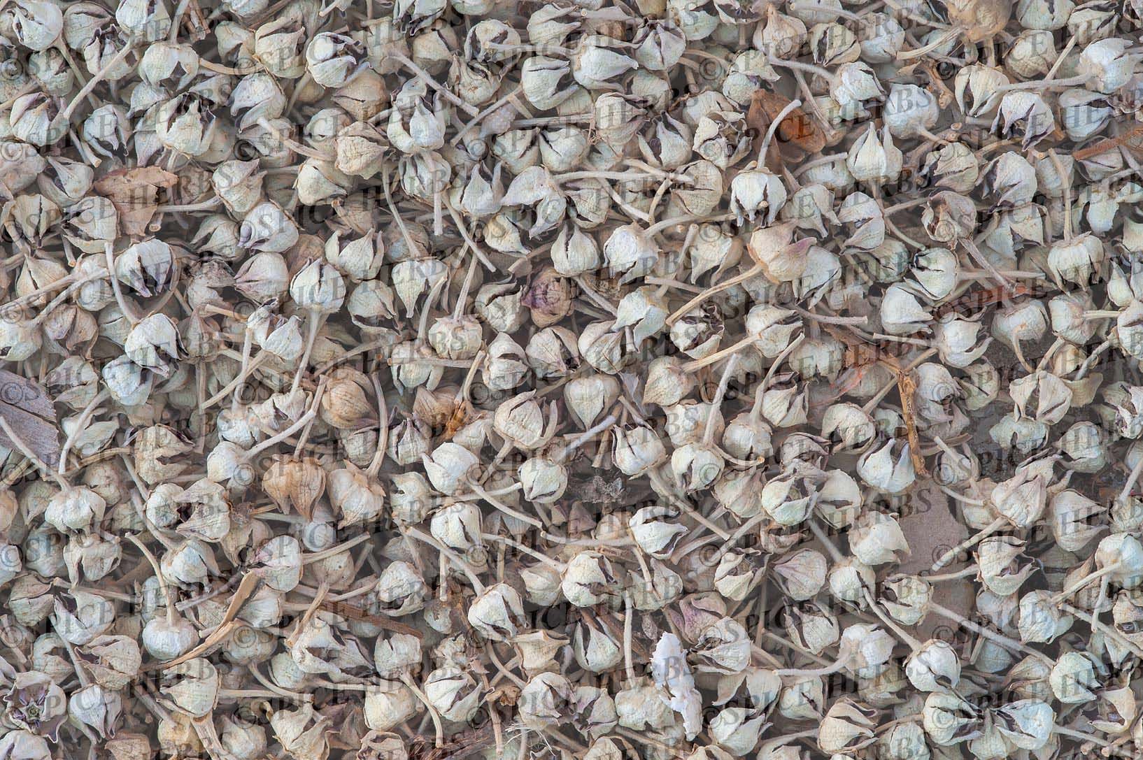 Dried Aak Phool | Crown Flower (gul Madar) Aak Phool | Gul Madar ...