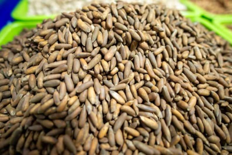 Organic Pine Nut - Organic Chilgoza - Chilgoza Unshelled - Natural ...