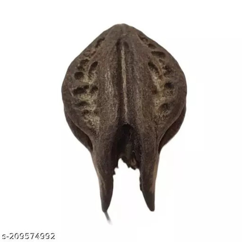 Indian Bichhu Phal | Bicchu Fal | Bicchu Phal Seed | Jadi Booti ...