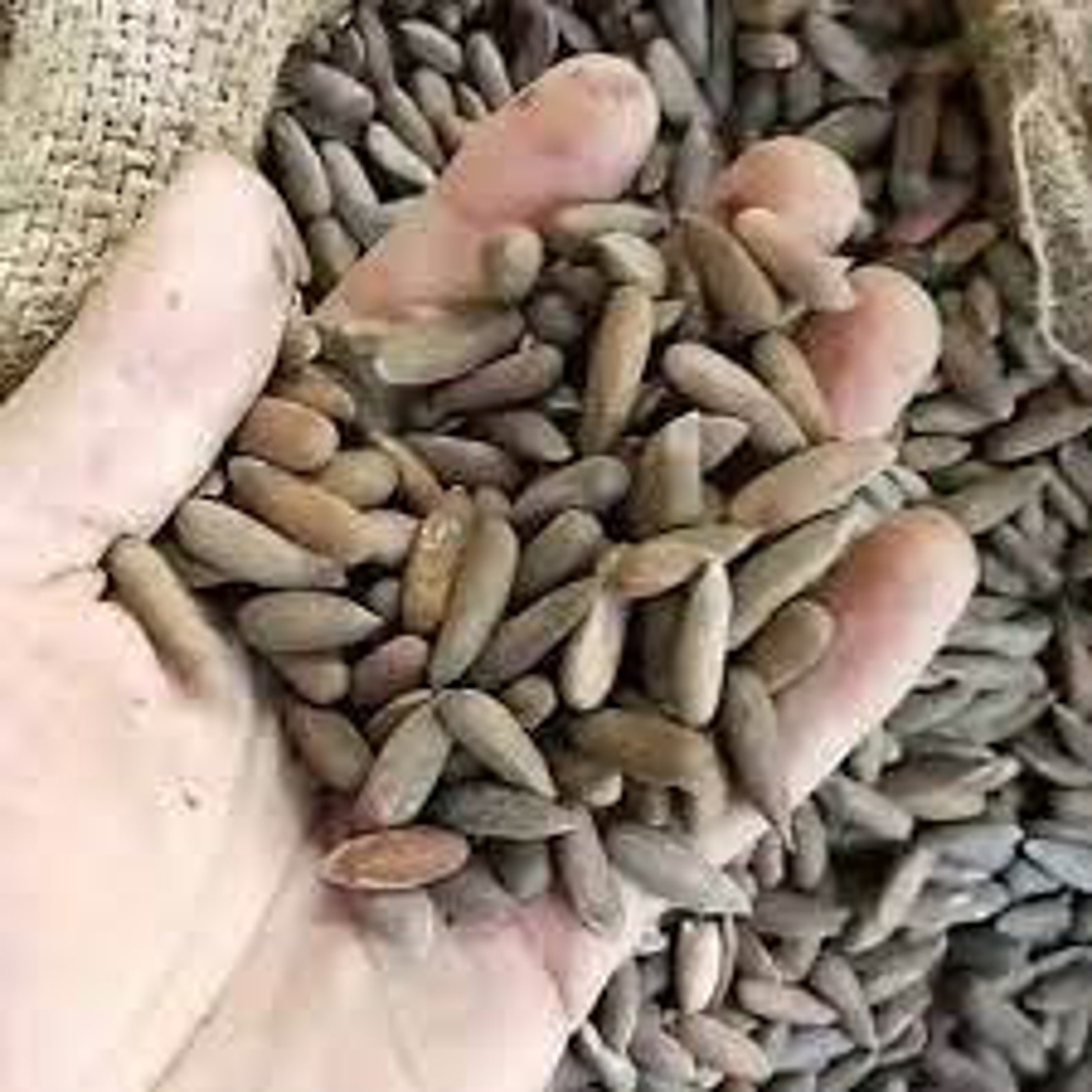 Organic Pine Nut - Organic Chilgoza - Chilgoza Unshelled - Natural ...
