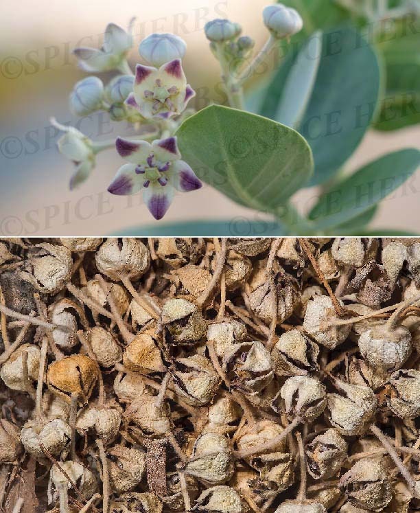 Dried Aak Phool | Crown Flower (gul Madar) Aak Phool | Gul Madar ...