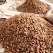 Mahua Dried Flower, Dried Mahua Flower, Madhuca Longifolia, Butternut ...