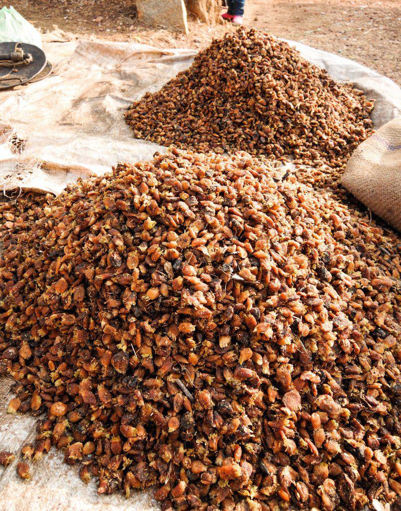 Mahua Dried Flower, Dried Mahua Flower, Madhuca Longifolia, Butternut ...