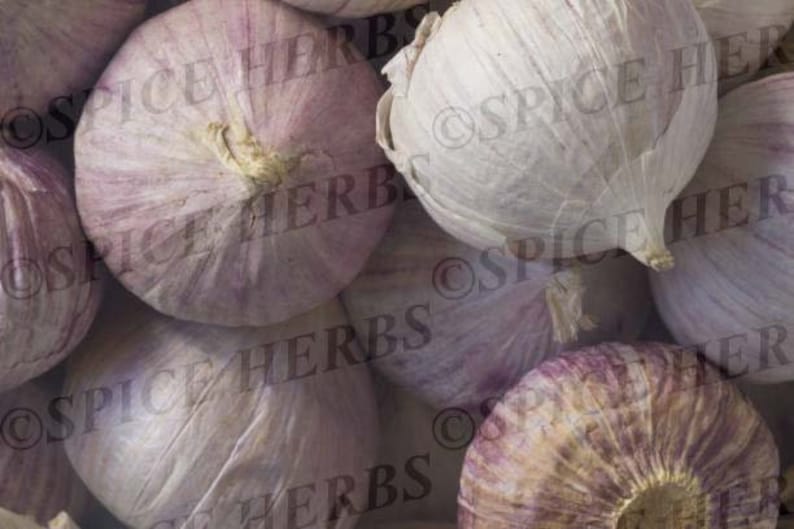 Solo Garlic | Pearl Garlic | Wild Single Clove Garlic | Java Solo ...