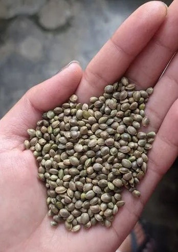Organic Seeds Hempbirdseed - Etsy