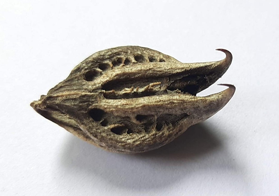 Indian Bichhu Phal | Bicchu Fal | Bicchu Phal Seed | Jadi Booti ...