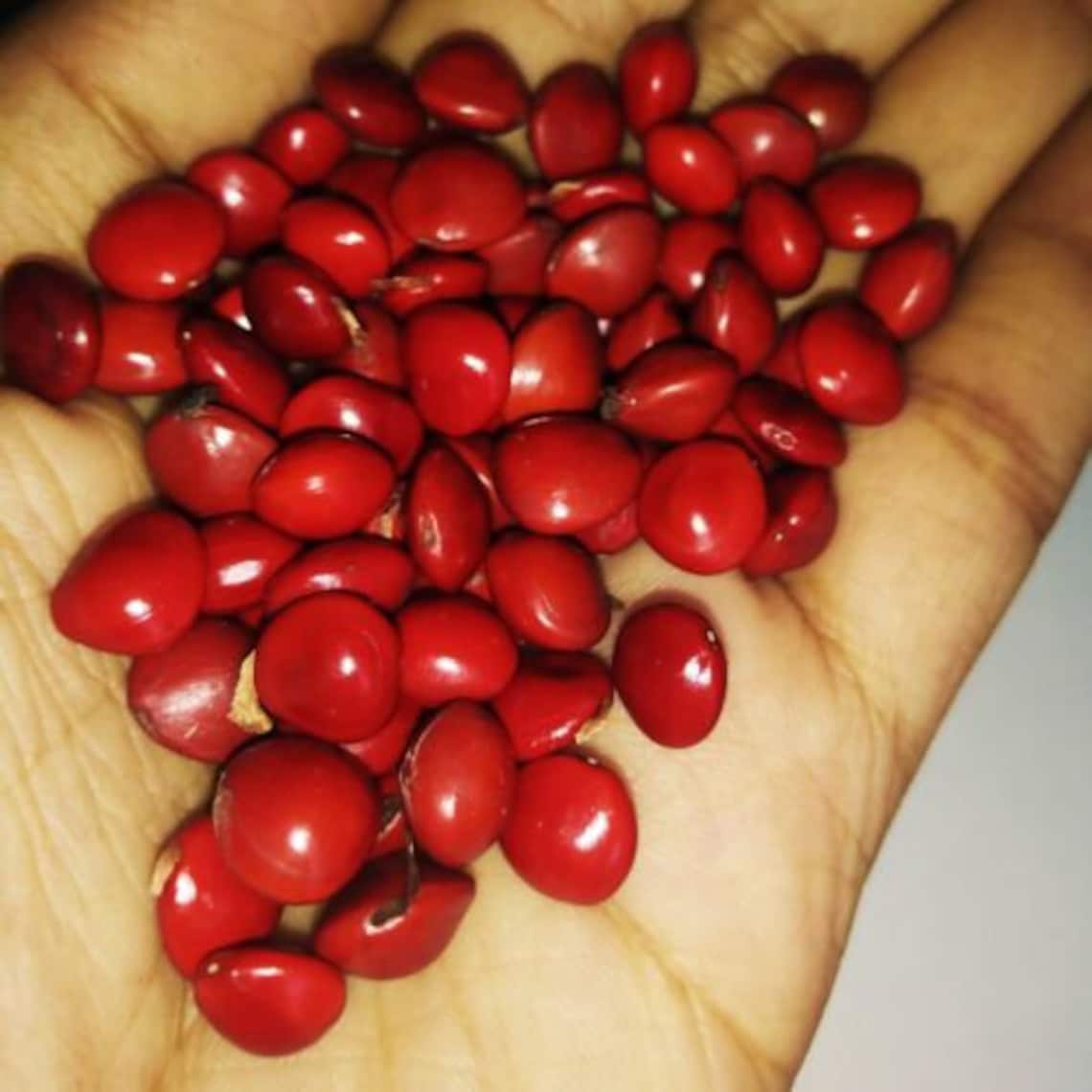 Sandalwood Plant Seeds -lal Chandan Seeds ,good Guality Seeds for Plant ...