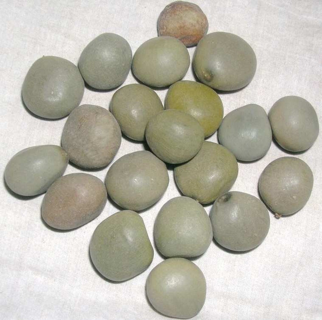 Pongamia Glabra,pongamia Pinnata,karanj Beej,karanjwa,latakaranj,sagar ...