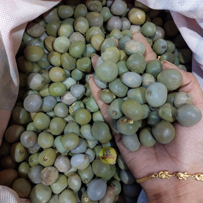 Pongamia Glabra,pongamia Pinnata,karanj Beej,karanjwa,latakaranj,sagar ...
