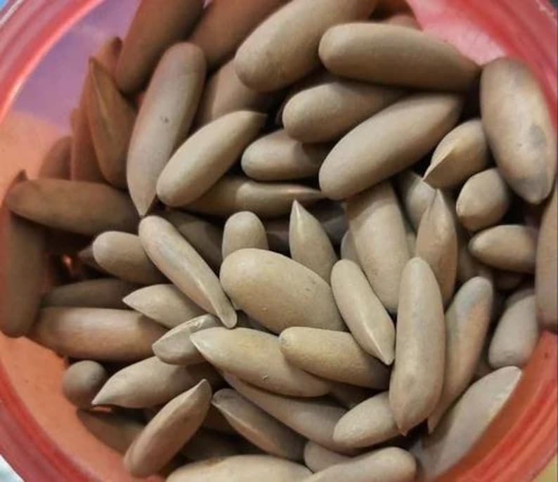 Organic Pine Nut - Organic Chilgoza - Chilgoza Unshelled - Natural Chilgoza - Pine Nut ...