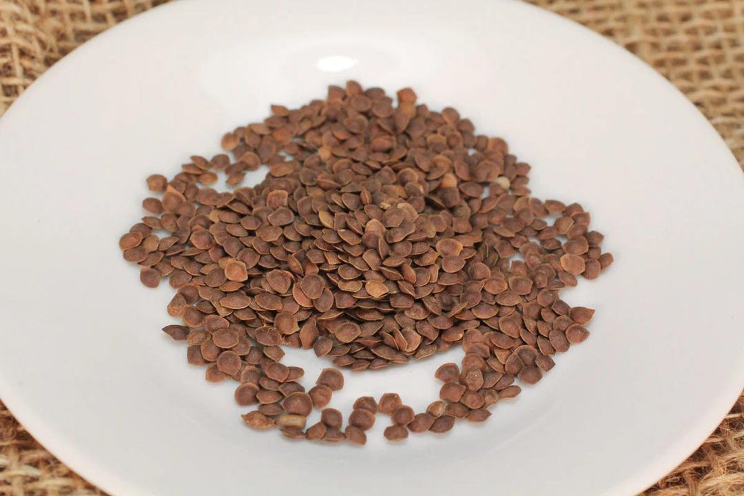 Chui Mui Seeds | Mimosa Pudica | Lajwanti Seeds | Mimosa Pudica - Etsy