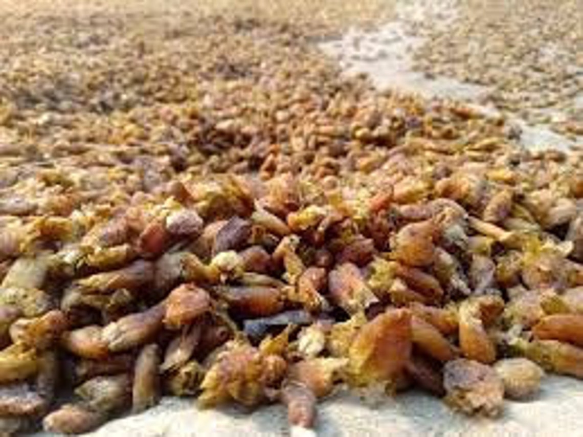 Mahua Dried Flower, Dried Mahua Flower, Madhuca Longifolia, Butternut ...