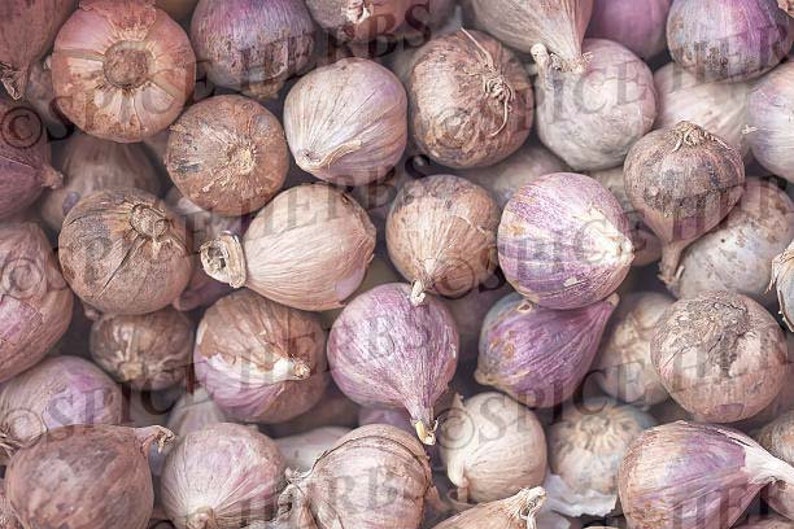 Solo Garlic | Pearl Garlic | Wild Single Clove Garlic | Java Solo ...