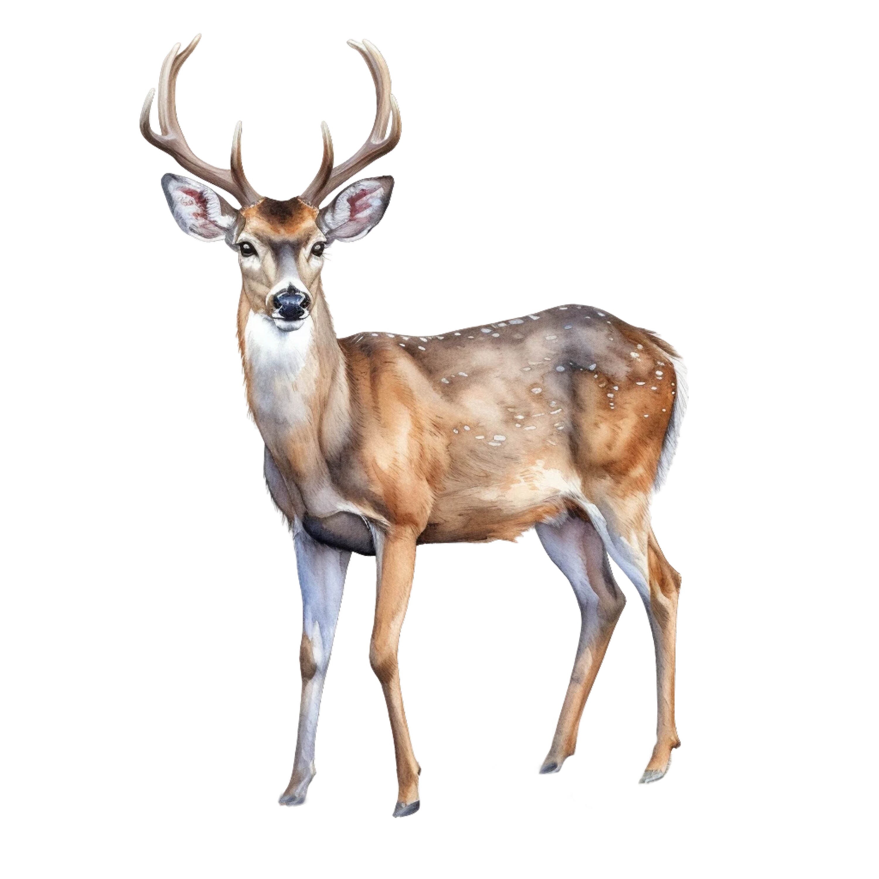 Woodland Animals Clipart Watercolor Forest Animals Png Watercolor ...