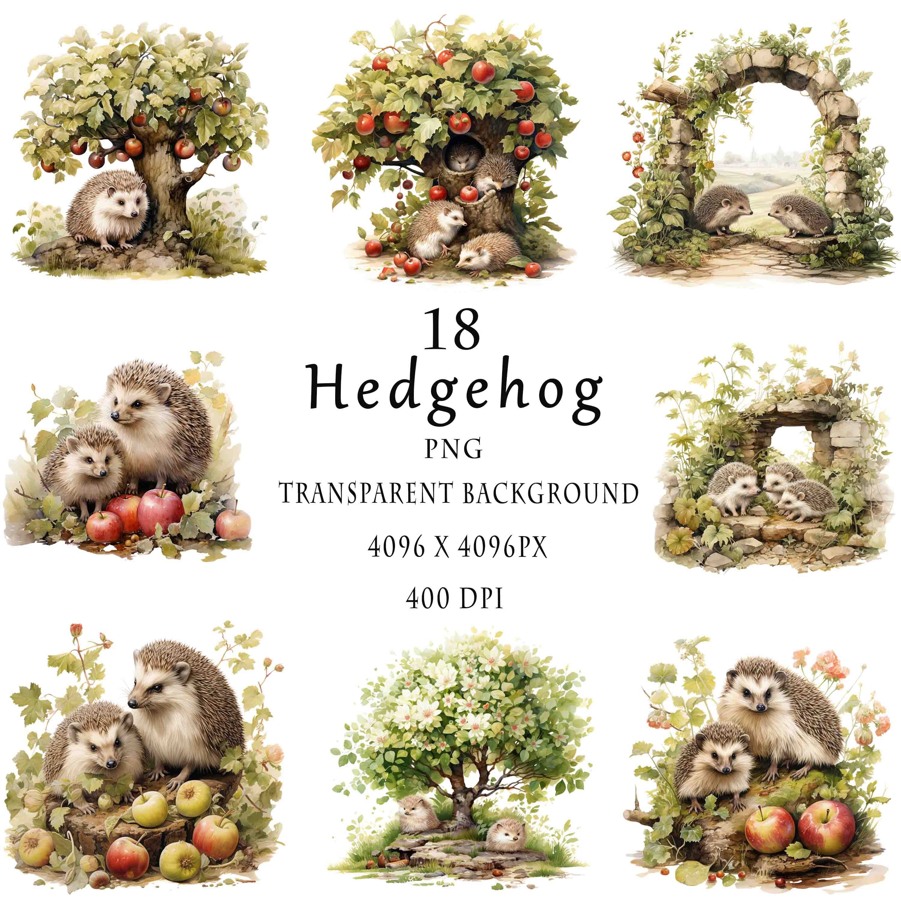 18 Hedgehog Sweet Floral Clipart, Summer Landscape, Watercolor PNG ...