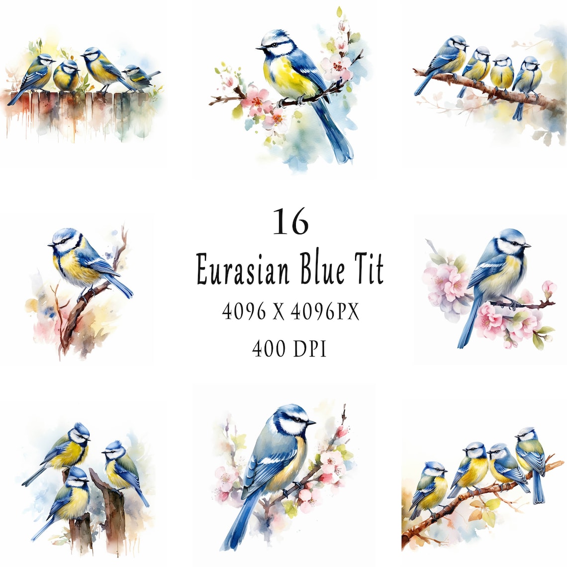 16 Eurasian Blue Tit Clipart, Forest Little Bird, Watercolor JPG, Ideal ...