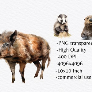 Woodland Animals Clipart - Watercolor Forest Animals Png - Watercolor ...
