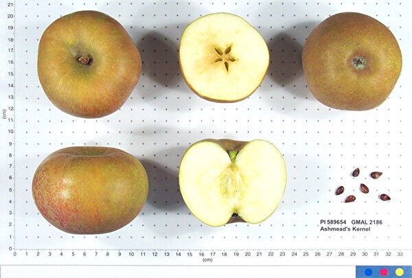 Ashmead's Kernel Apple — Scion Cuttings - Etsy