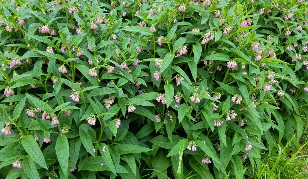 Bocking 14 Comfrey — Root Cuttings - Etsy