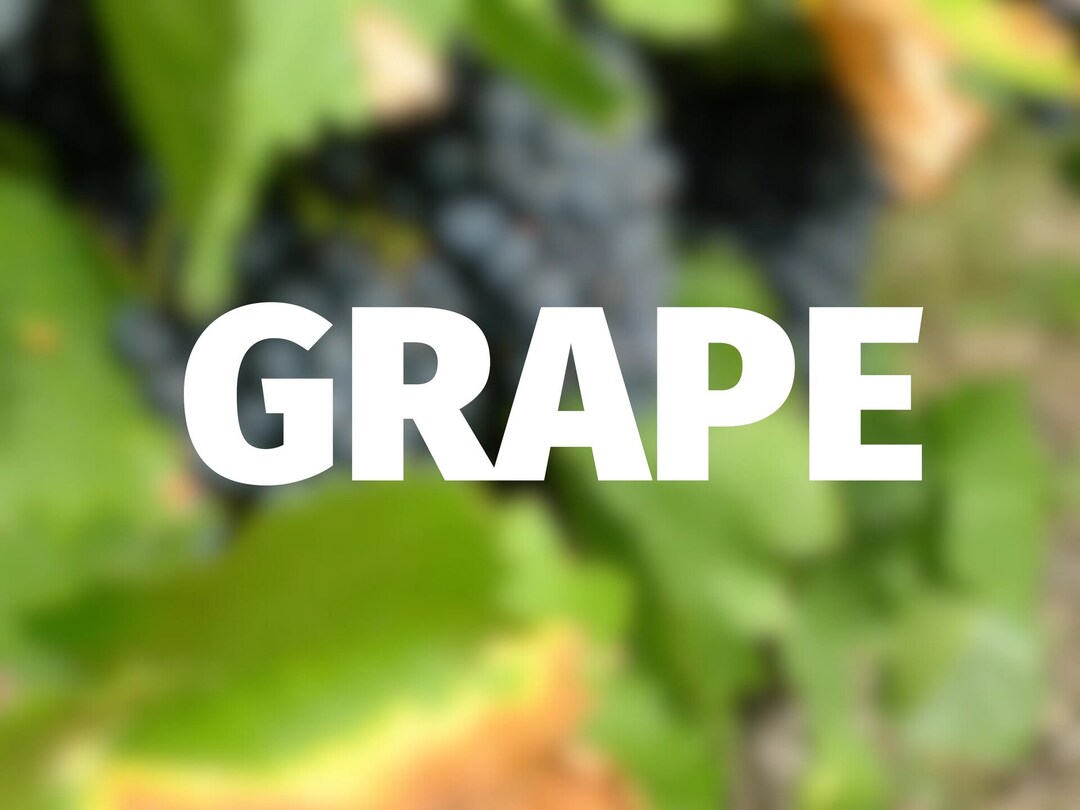 Vanessa Grape — Cuttings - Etsy